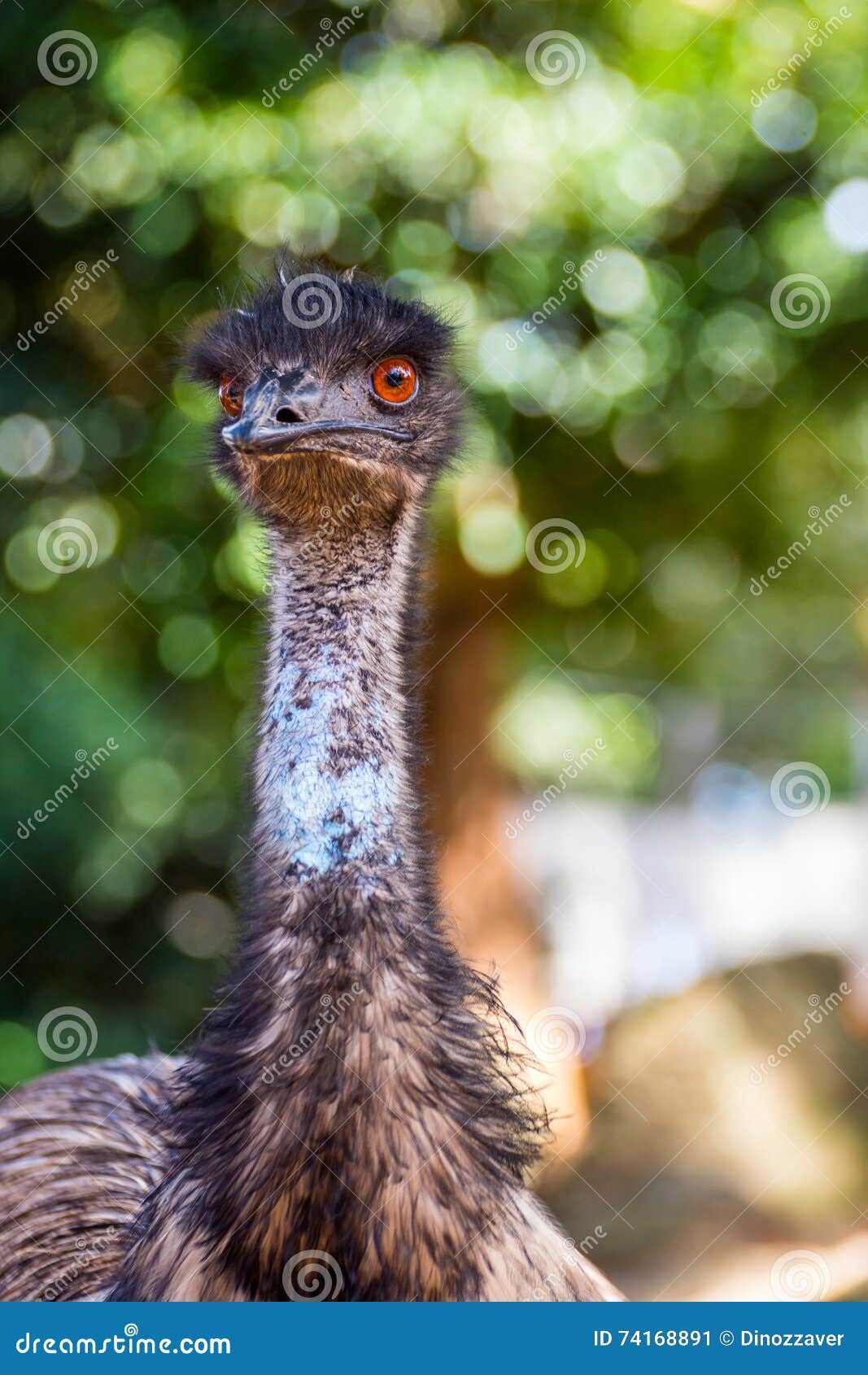 Emu bird staring stock image. Image of funny, staring - 74168891