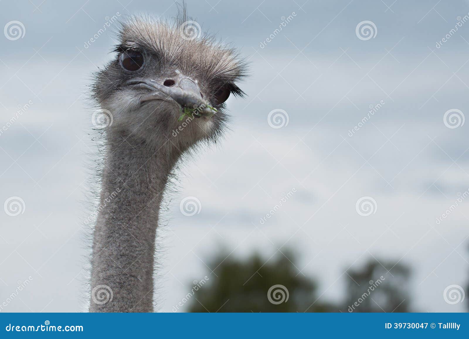 Emu stock image. Image of masai, africa, wildlife, sunset - 39730047