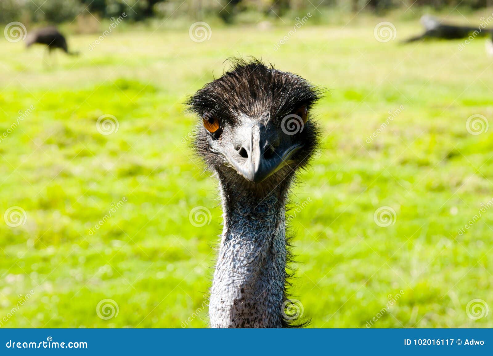 Emu Bird stock image. Image of feather, ostrich, travel - 102016117