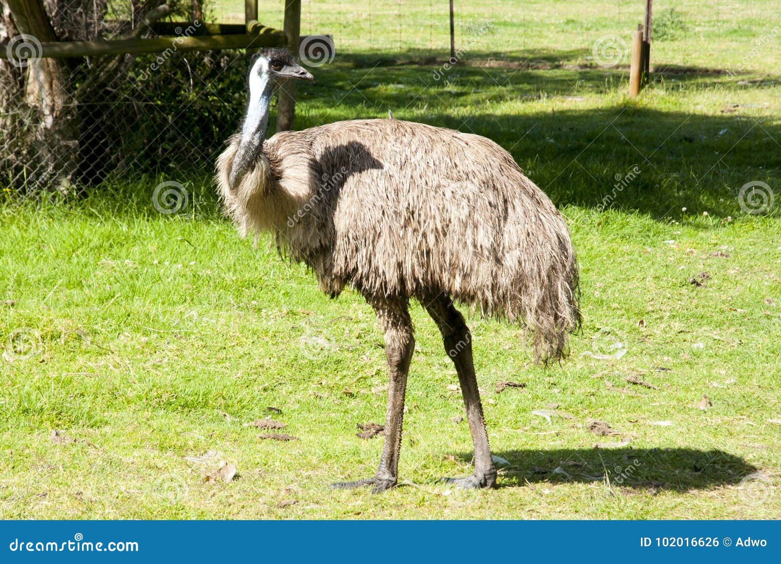 Emu Bird stock photo. Image of savannah, pasture, beak - 102016626