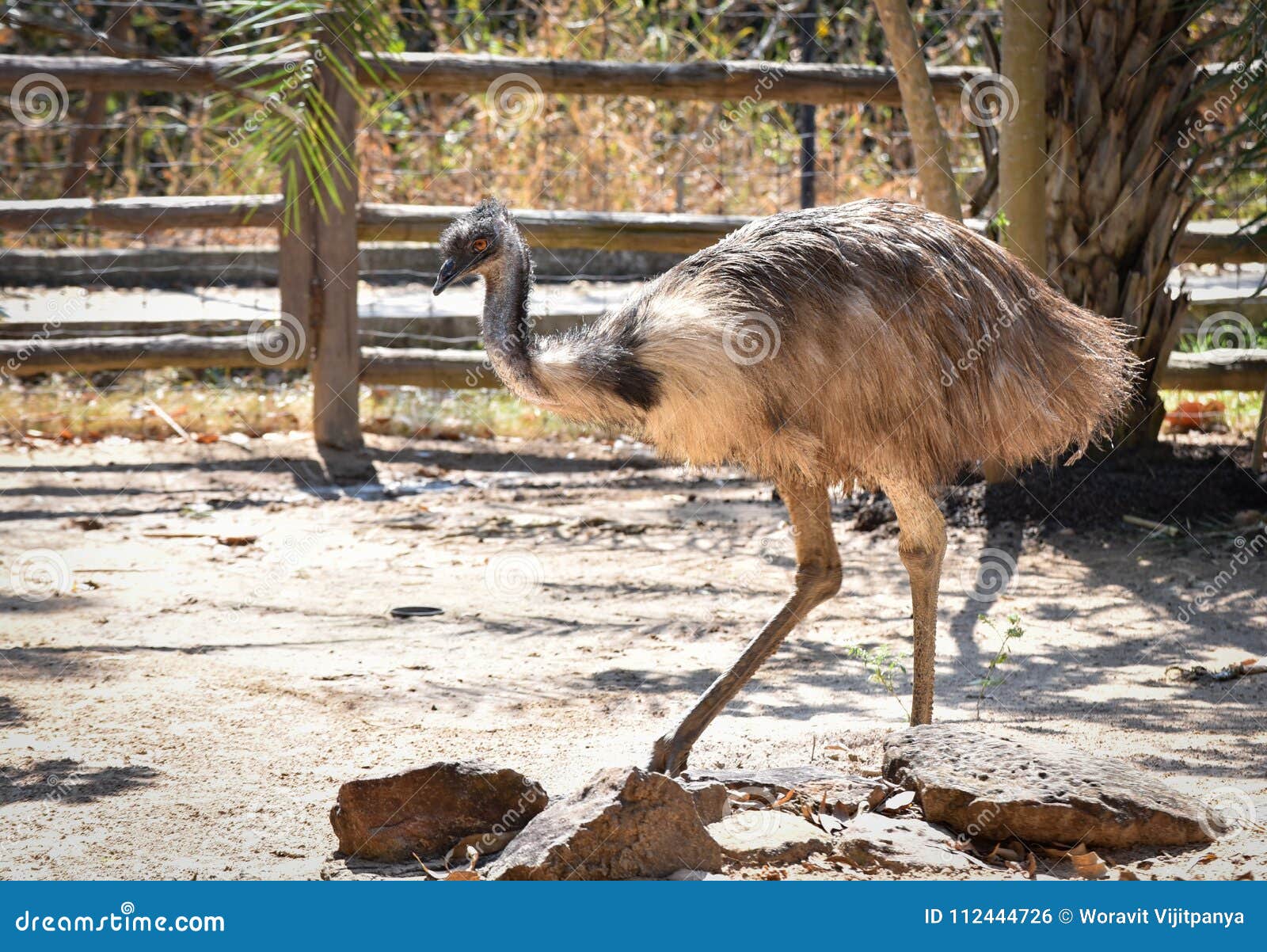 Emu Bird stock photo. Image of eating, messy, people - 112444726