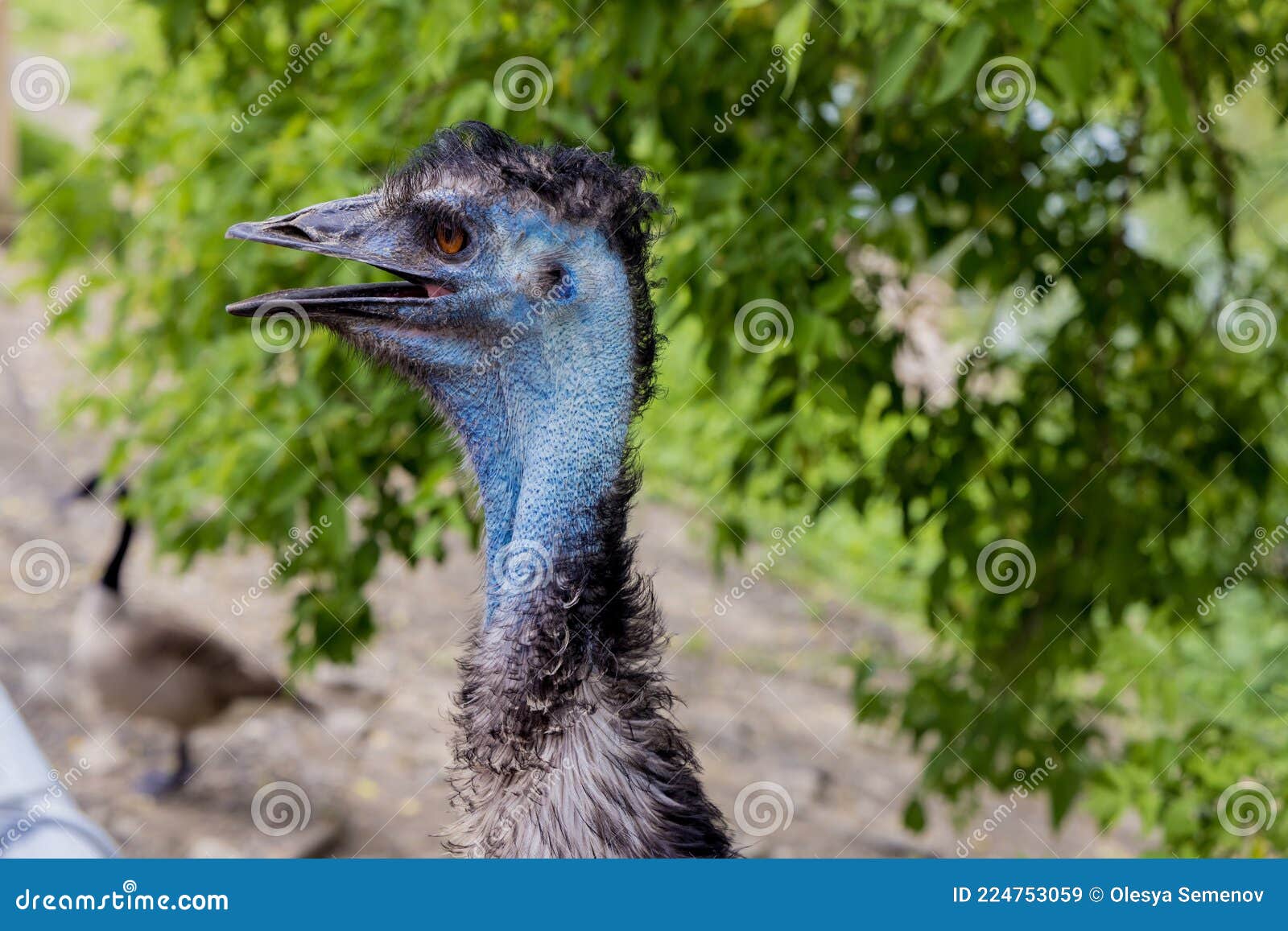 Emu Blue Head with Ear, Eye and Open Beak Stock Image - Image of avian ...