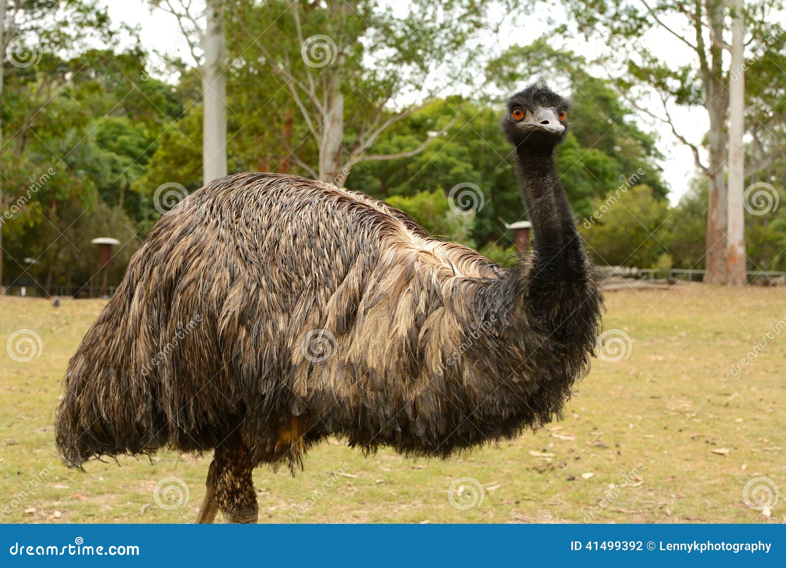 Emu in angry bird form stock photo. Image of australian - 41499392