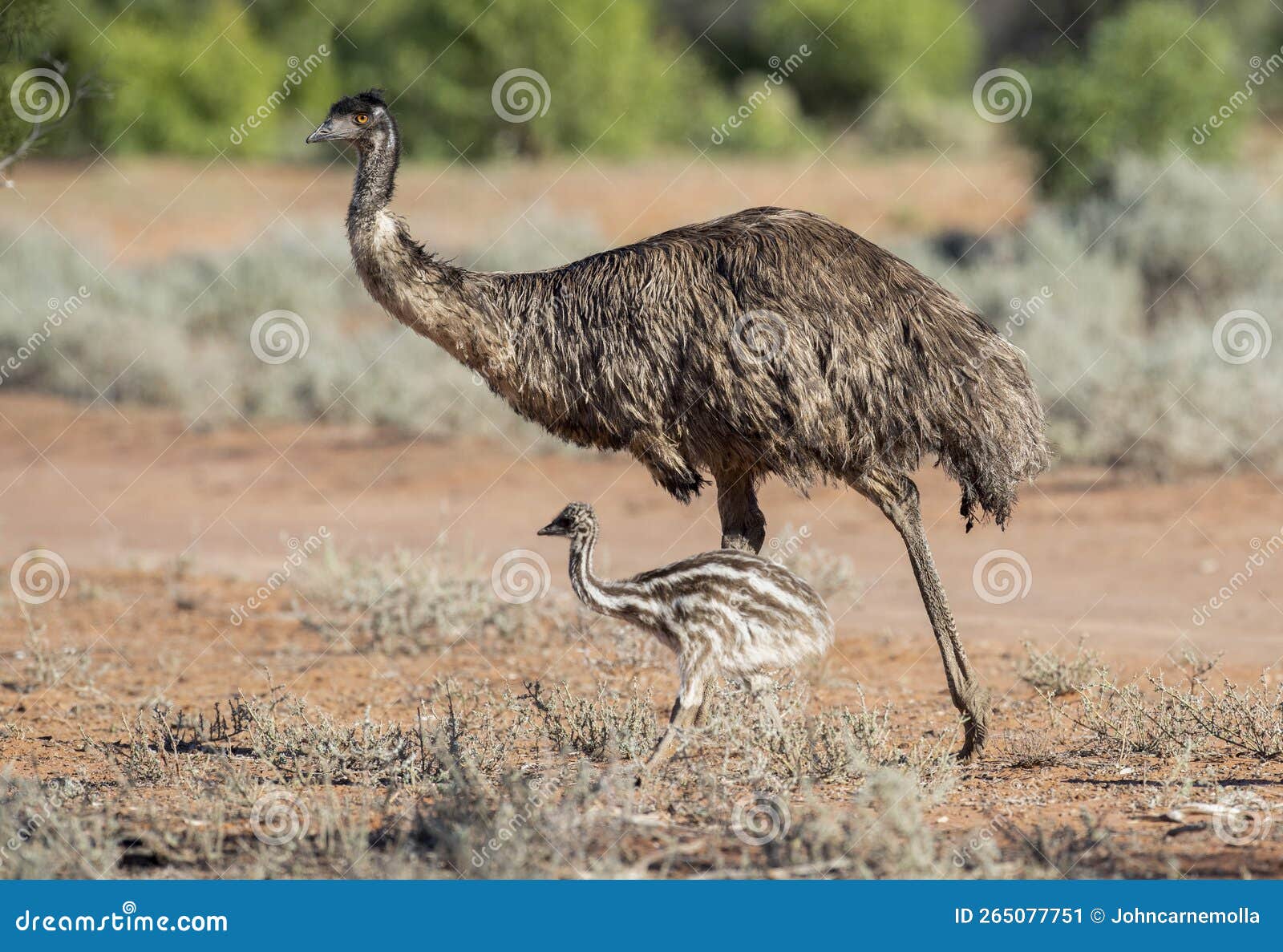 Emu with Chick in Outback Queensland. Stock Image - Image of australia ...