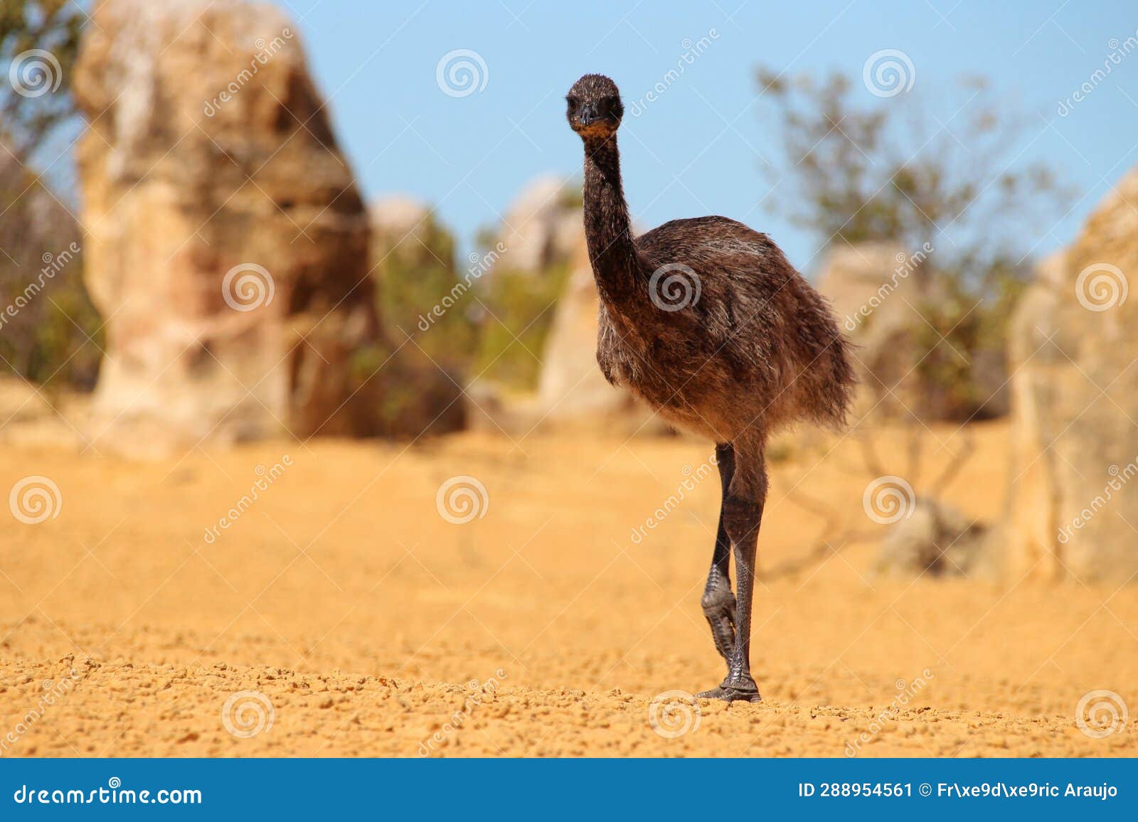 Emu Chick - Pinnacles - Western Australia Stock Image - Image of ...
