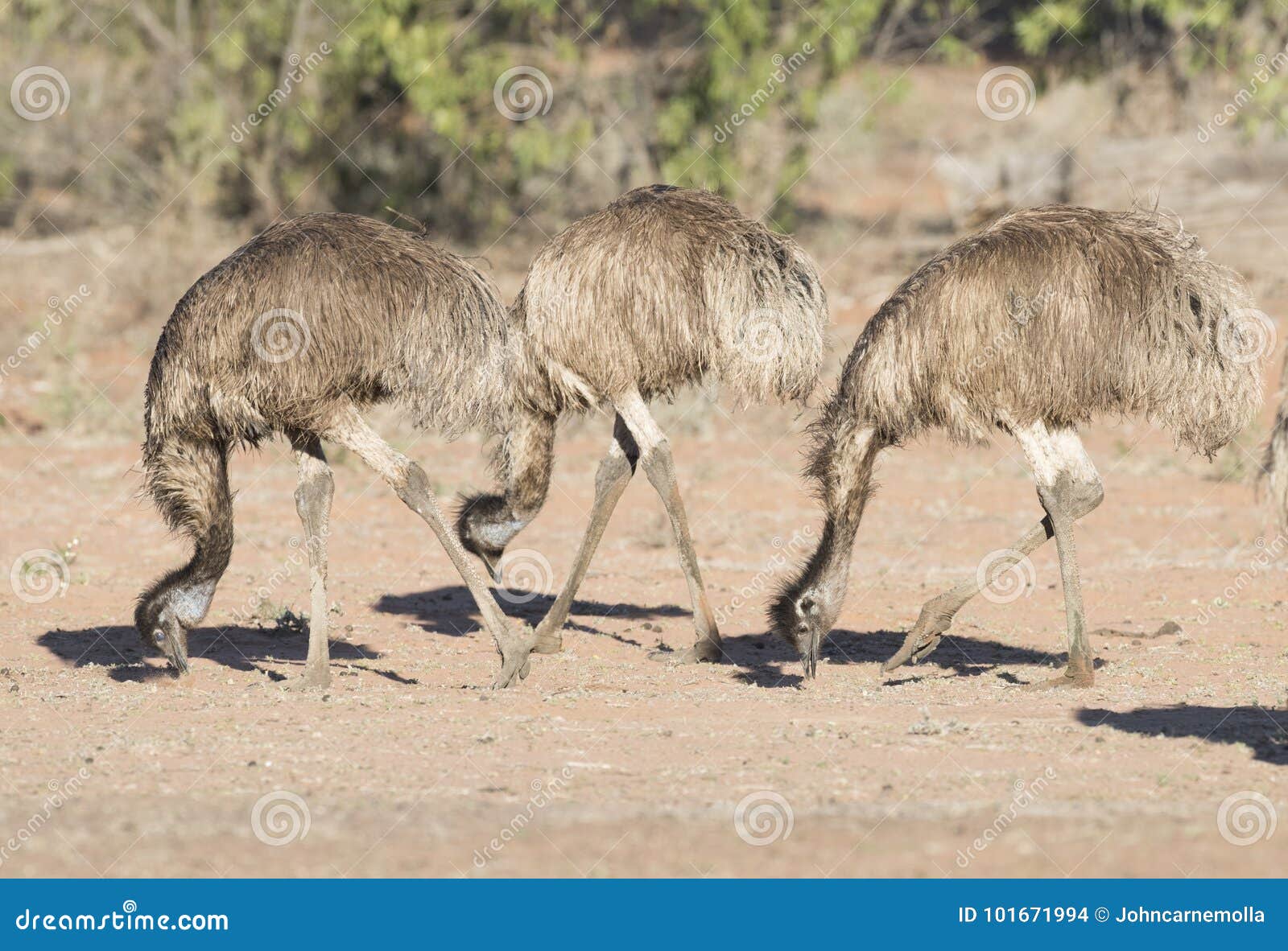 Emu with chicks stock photo. Image of western, wildlife - 101671994