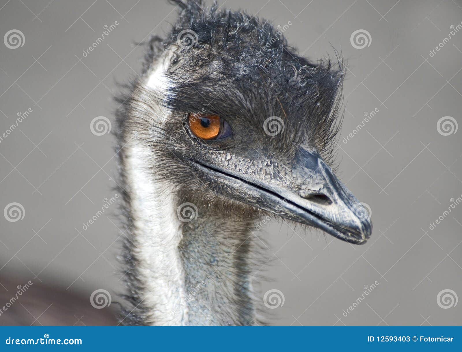 Emu Close-up stock image. Image of large, flightless - 12593403