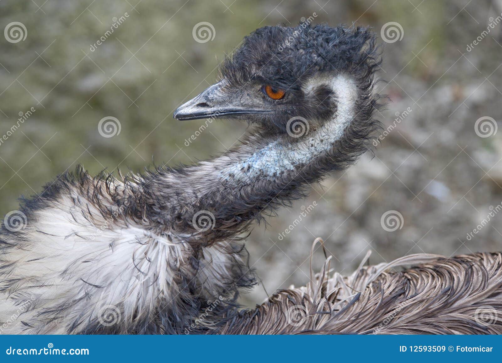 Emu Close-up stock image. Image of feathers, closeup - 12593509