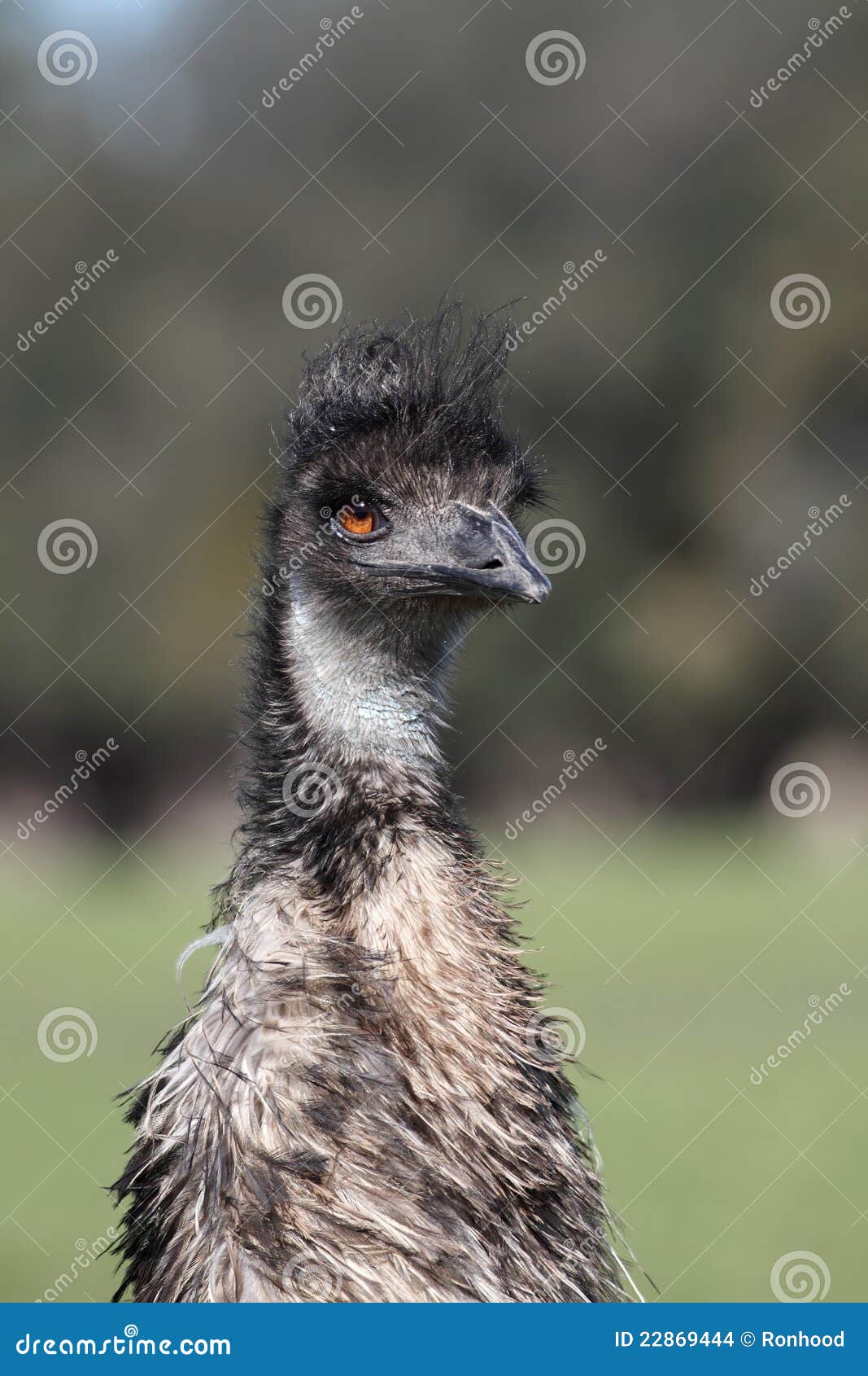 Emu close up stock photo. Image of exoitic, flightless - 22869444