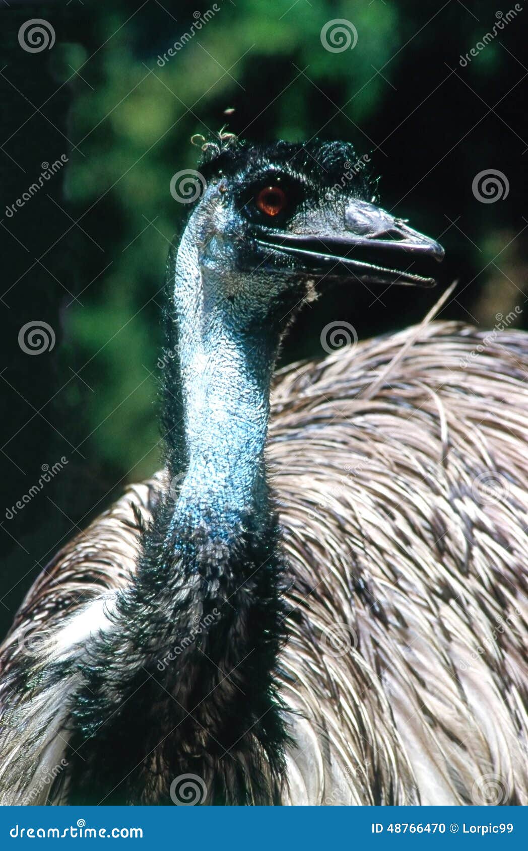 Emu stock photo. Image of forest, grassland, flightless - 48766470