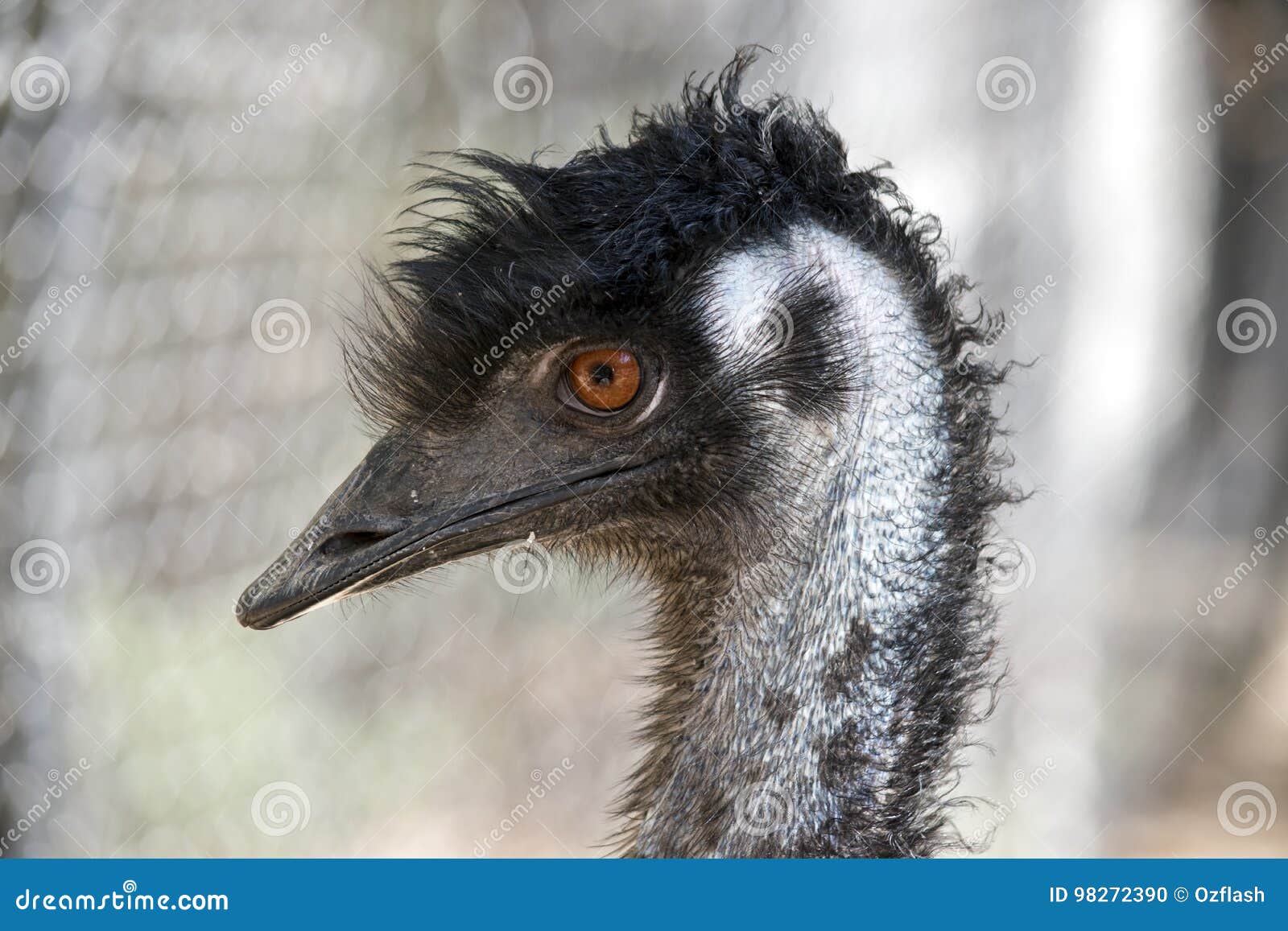 Emu stock photo. Image of side, eyes, grey, dark, close - 98272390