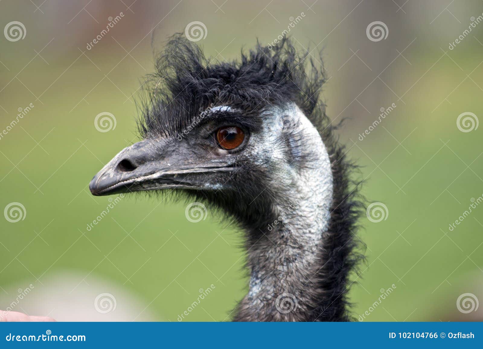 Emu stock photo. Image of flightless, eyelashes, australia - 102104766