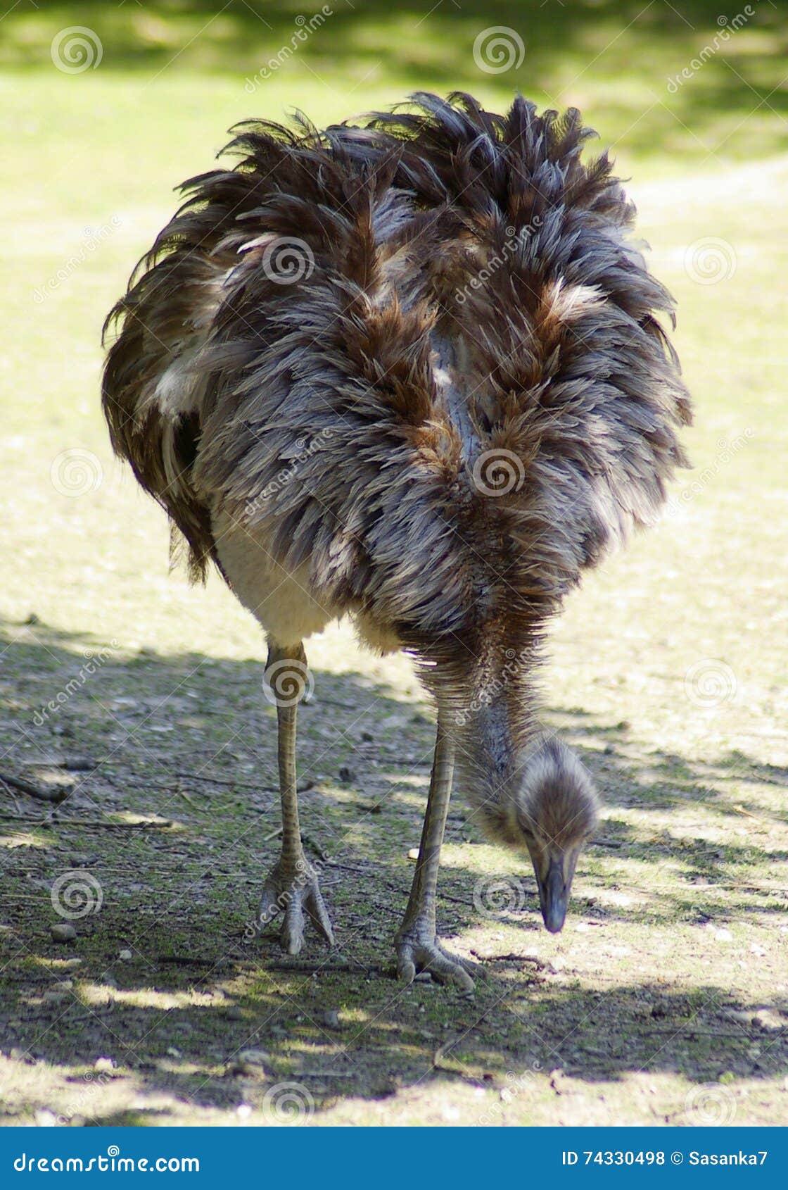 Emu stock photo. Image of isolated, close, hair, australia - 74330498