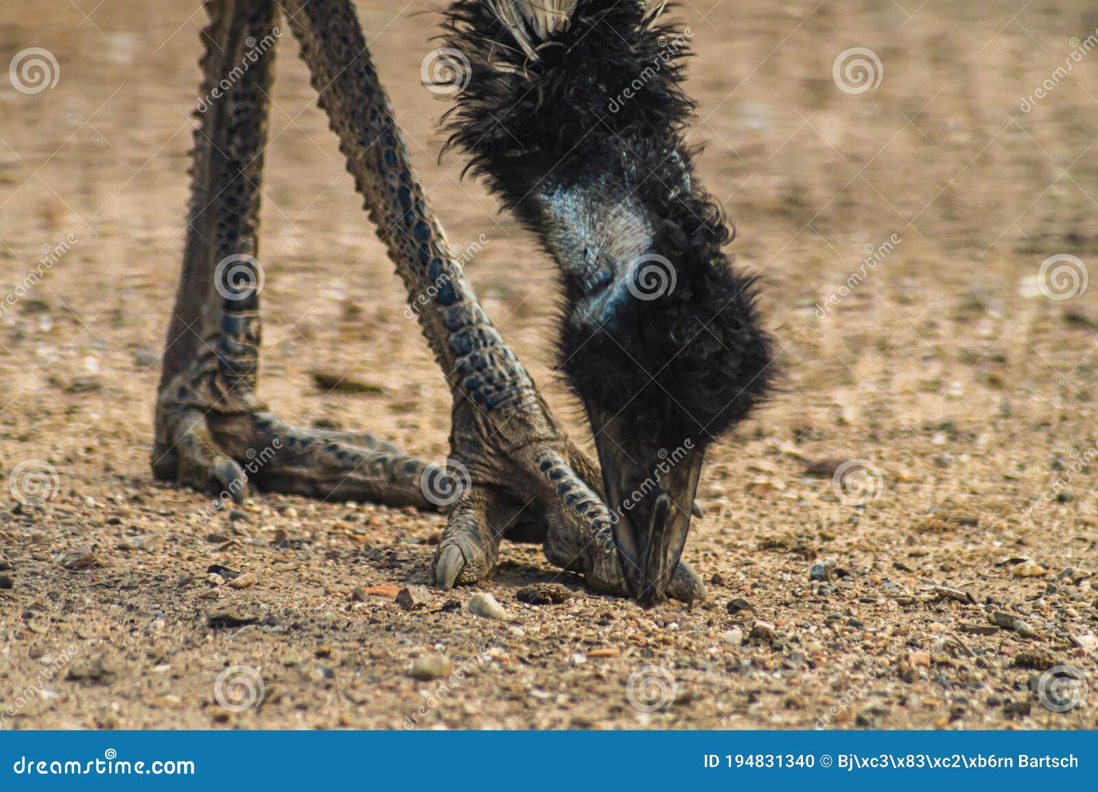 The emu stock photo. Image of avian, brown, bird, animal - 194831340