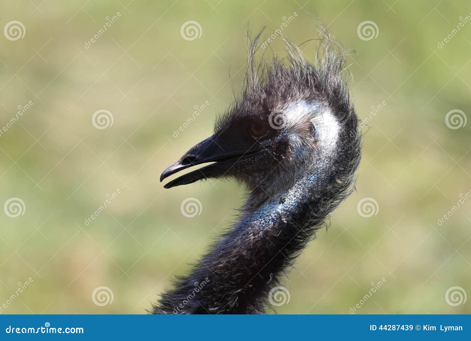 Emu stock image. Image of curious, male, mouth, close - 44287439
