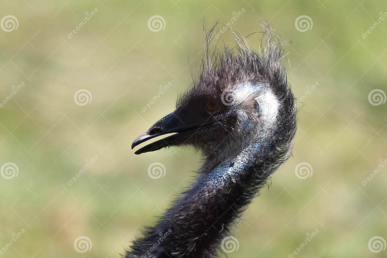 Emu stock image. Image of curious, male, mouth, close - 44287439