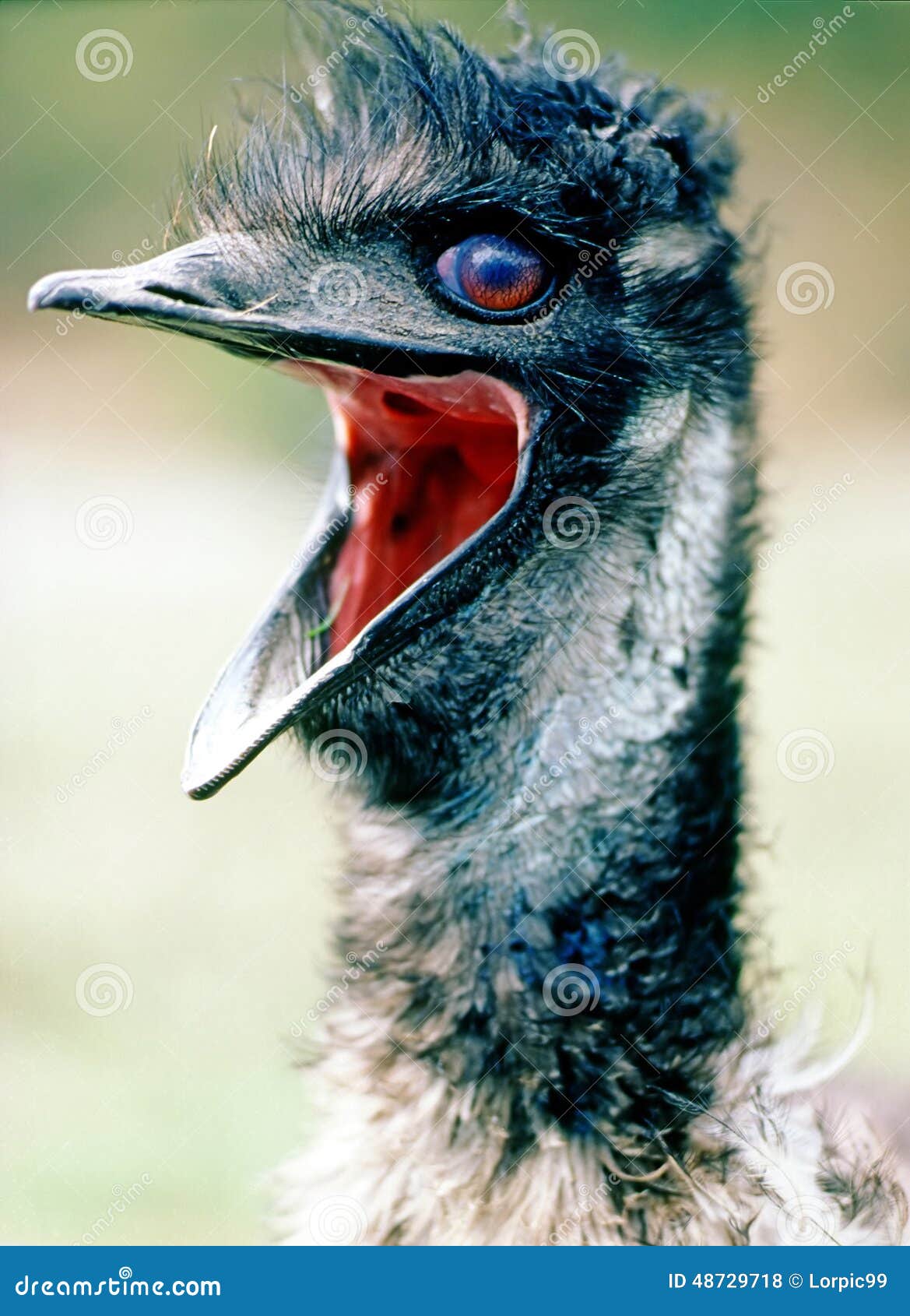 Emu stock photo. Image of flightless, novaehollandiae - 48729718