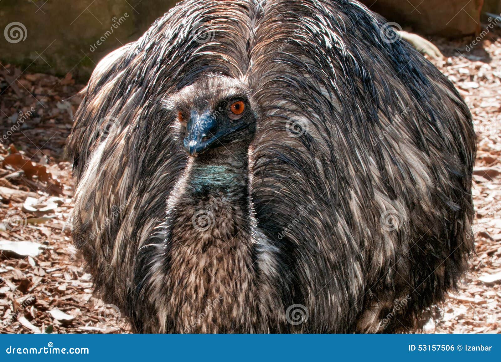Emu close up portrait stock photo. Image of animal, curious - 53157506