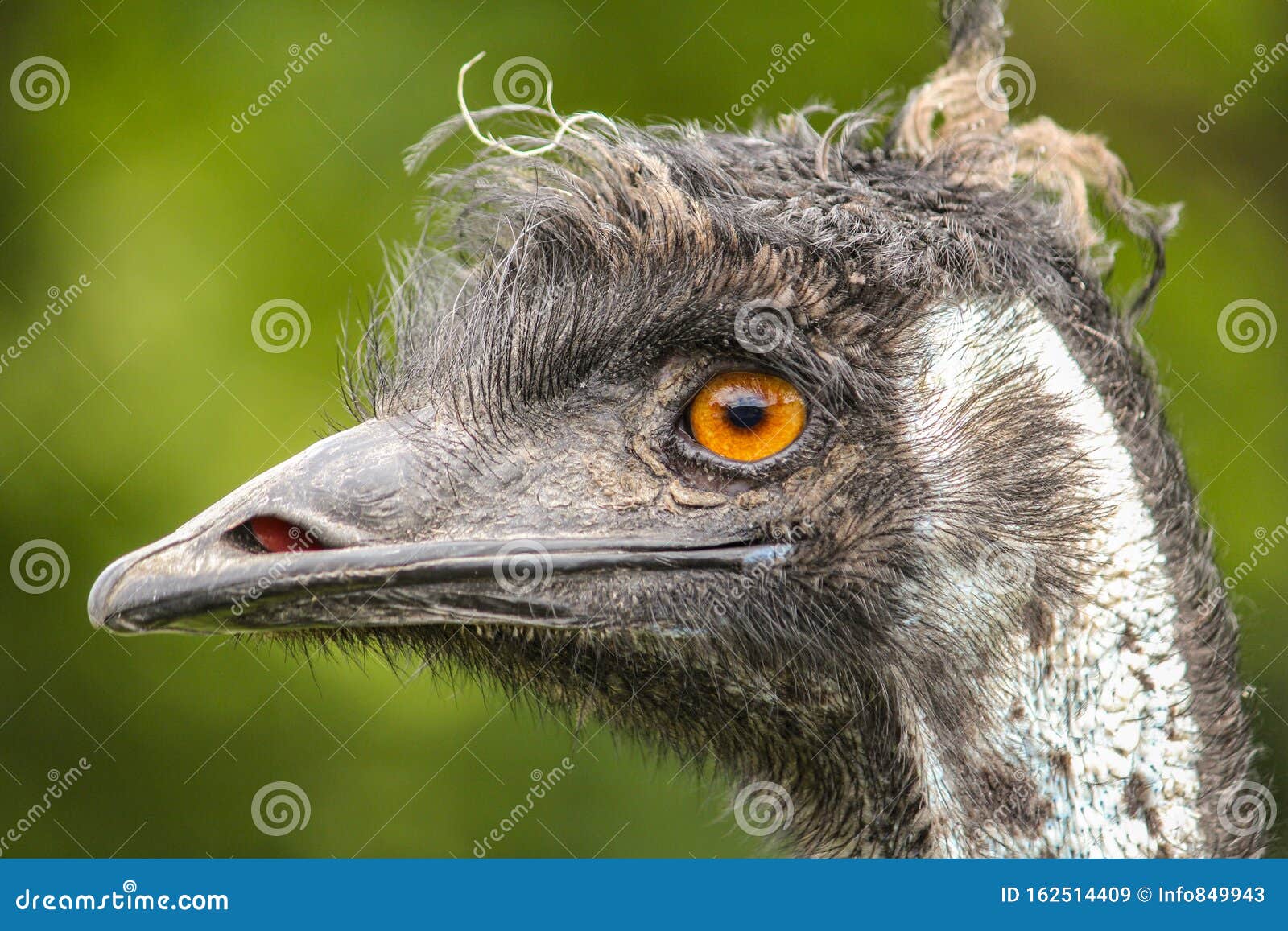 Emu Closeup of Eye and Beak Stock Image - Image of ugly, outdoors ...