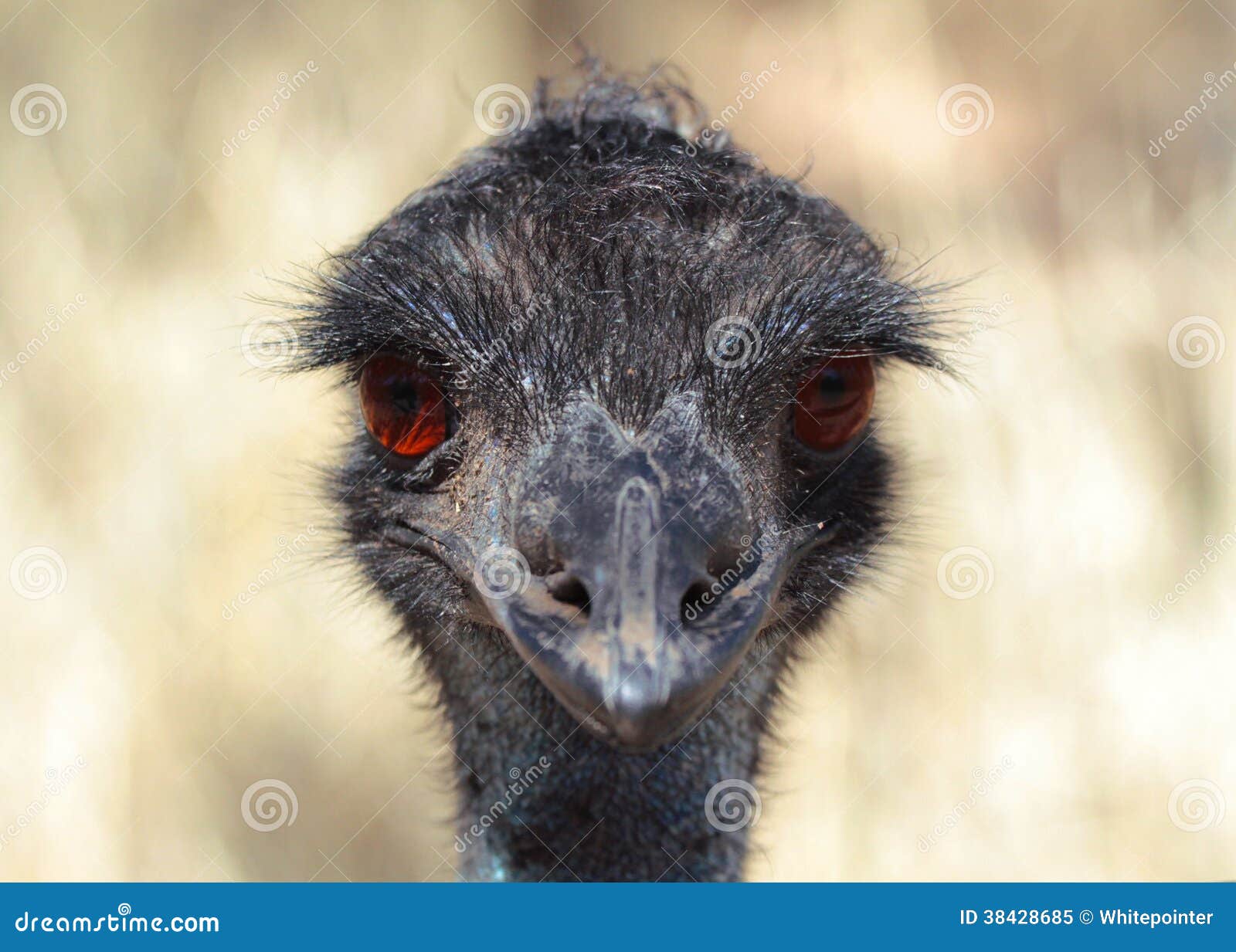 Emu Closeup Face stock image. Image of herd, brown, fowl - 38428685