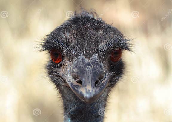 Emu Closeup Face stock image. Image of herd, brown, fowl - 38428685