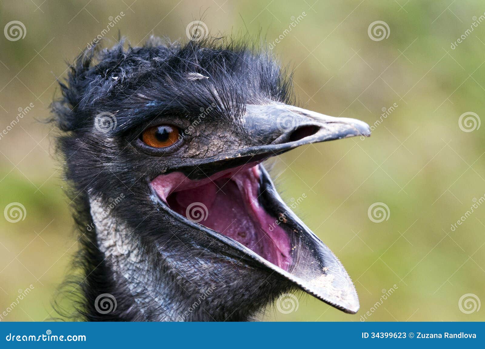 Emu stock image. Image of wildlife, beak, curious, australia - 34399623