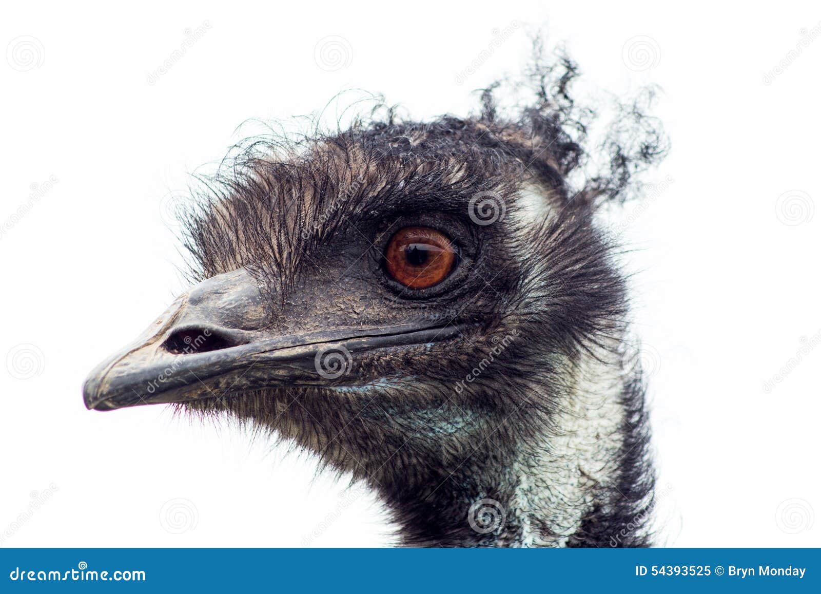 Emu Closeup stock image. Image of feathers, white, dirty - 54393525