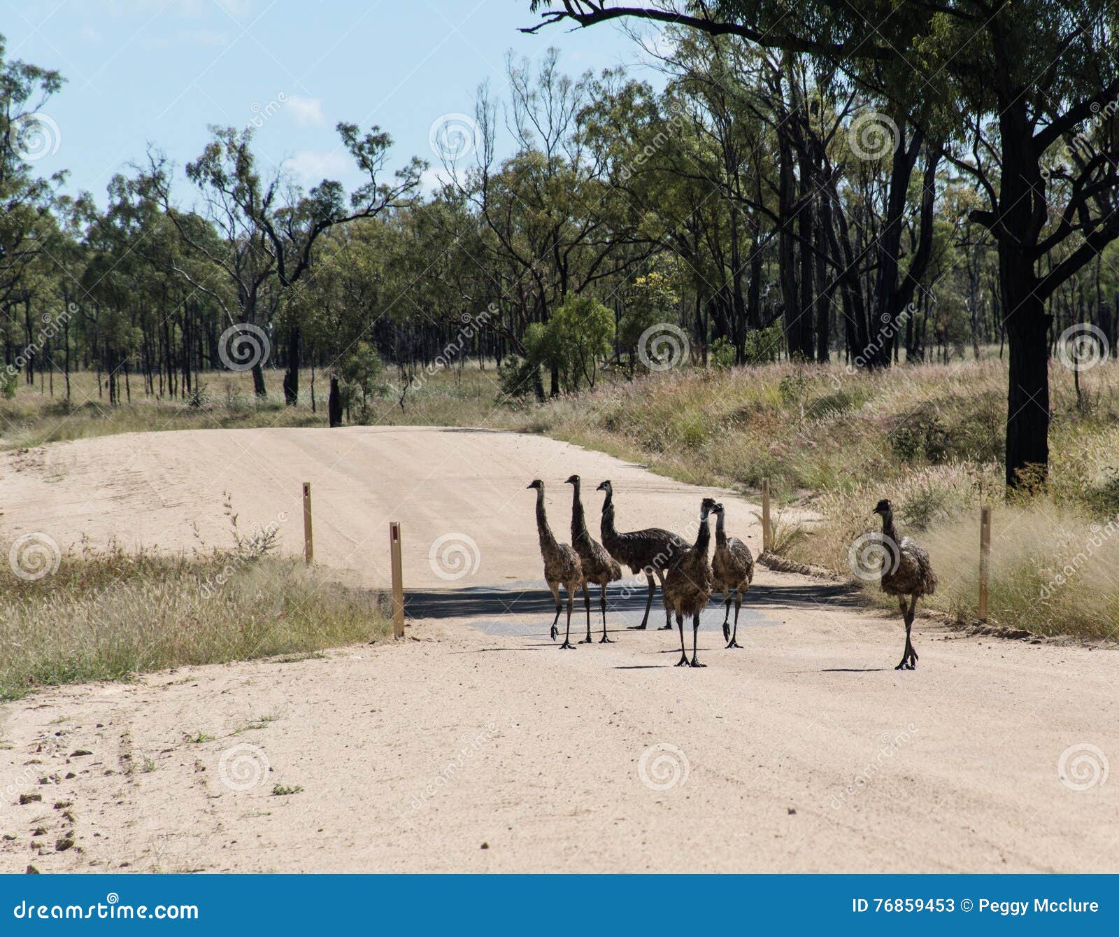 Emu Crossing stock image. Image of highway, australia - 76859453