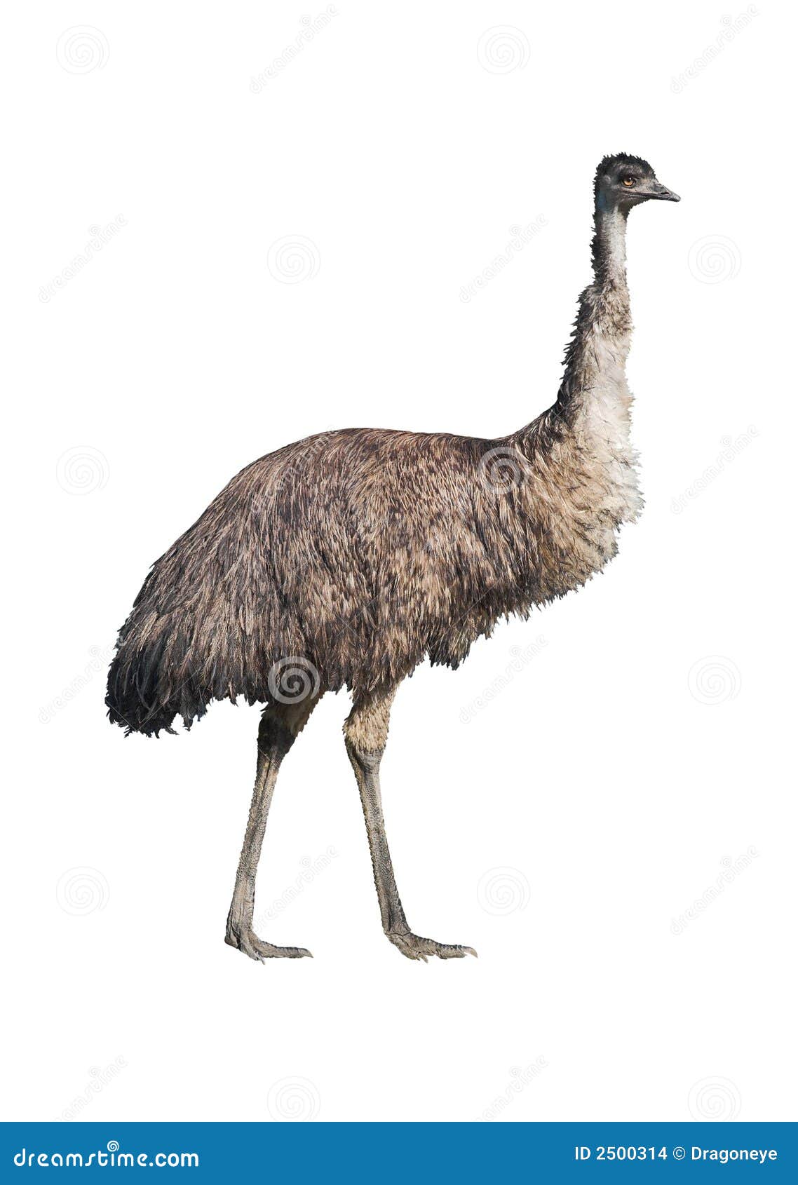 Emu cutout stock photo. Image of dromaius, animal, tasmania - 2500314
