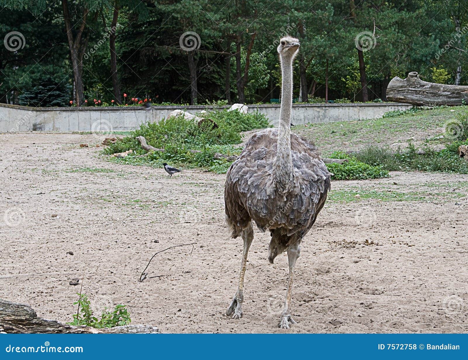 Emu da avestruz foto de stock. Imagem de interessar, inquisibilidade ...