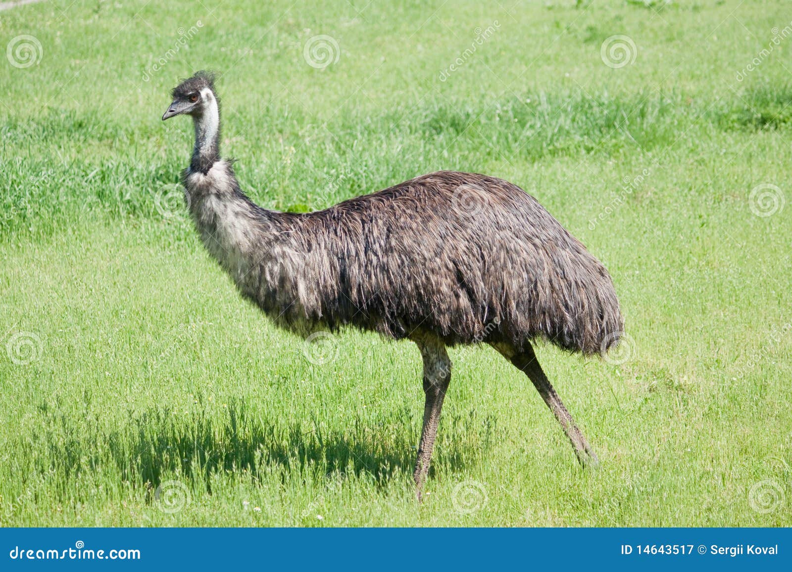 Emu de la avestruz imagen de archivo. Imagen de primer - 14643517