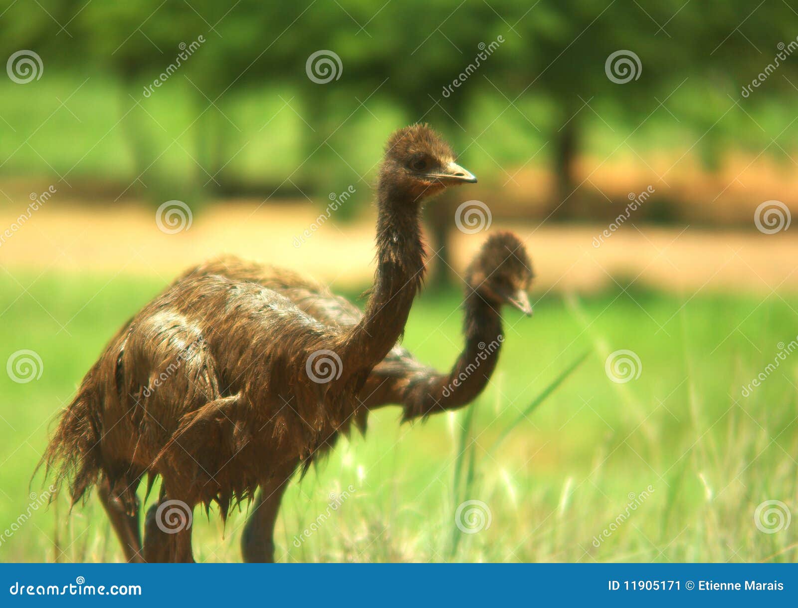 Emu del bebé imagen de archivo. Imagen de sonrisa, tonto - 11905171