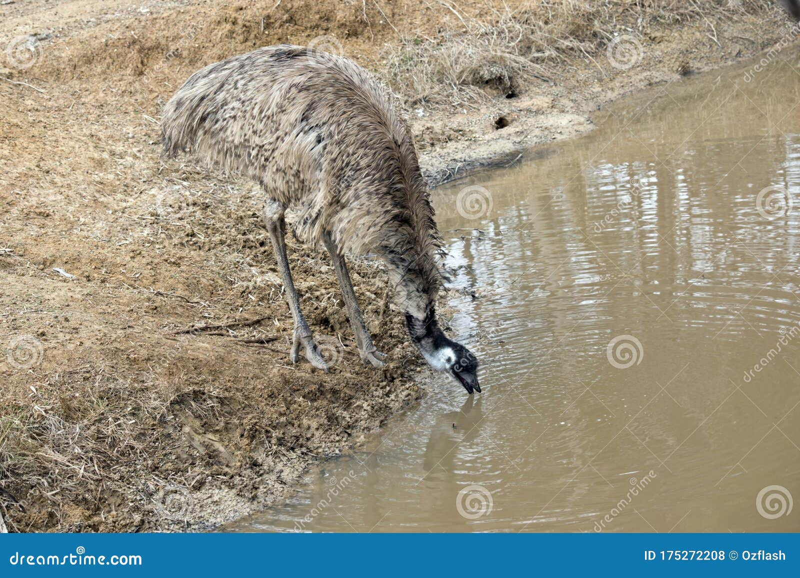 The emu is drinking water stock photo. Image of feather - 175272208