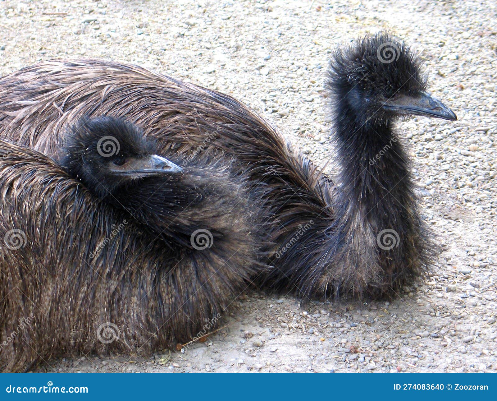Emu (Dromaius Novaehollandiae) Stock Photo - Image of feathered, duck ...