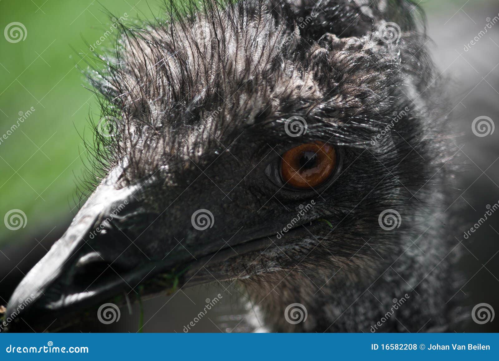 Emu eating grass stock photo. Image of grey, fast, black - 16582208