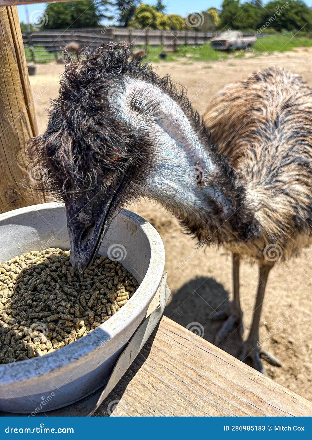 Emu Eating stock image. Image of farm, ugly, beak, bowl - 286985183