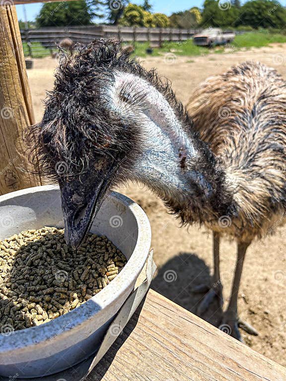 Emu Eating stock image. Image of farm, ugly, beak, bowl - 286985183