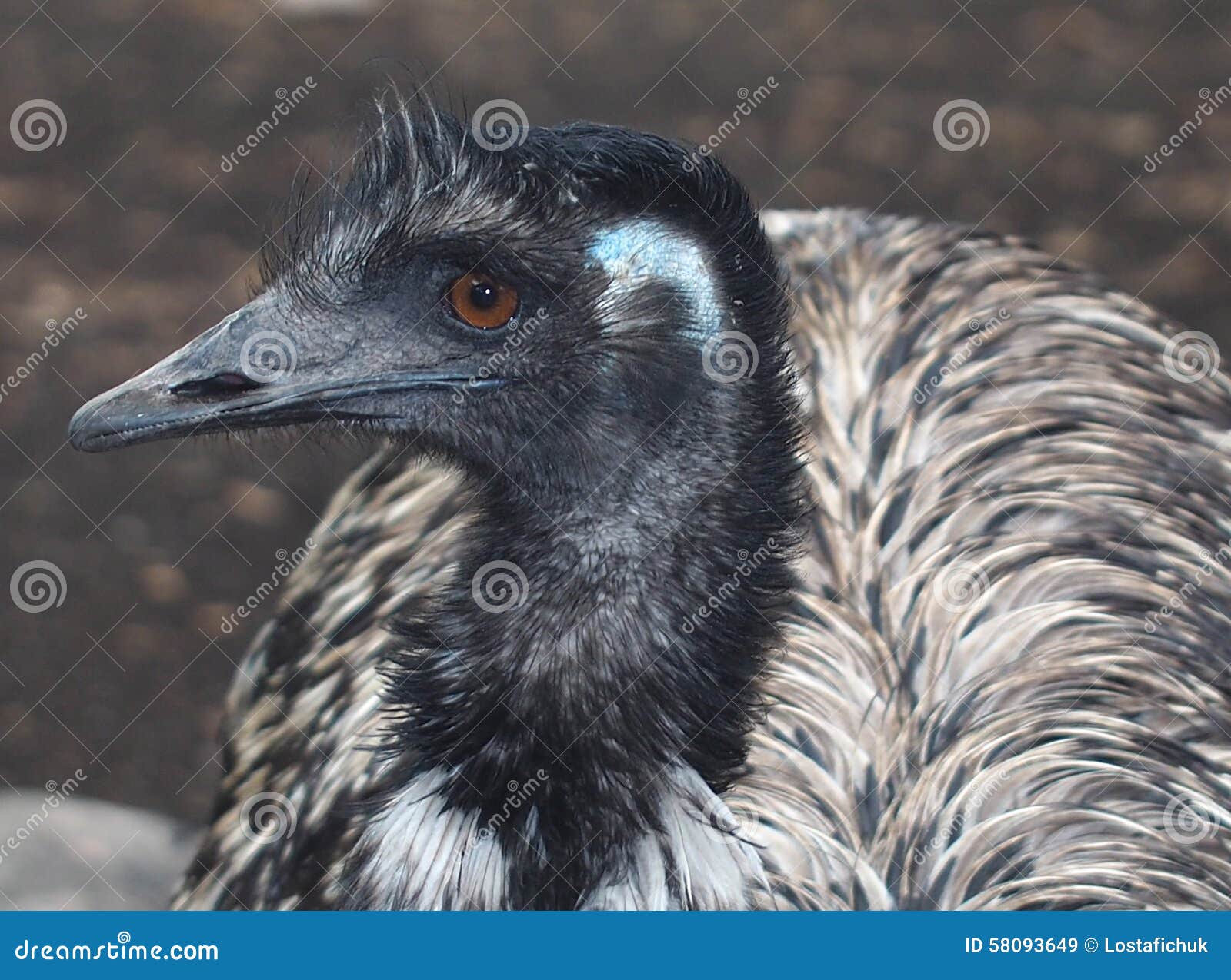 Emu stock image. Image of strong, fast, plumage, avian - 58093649