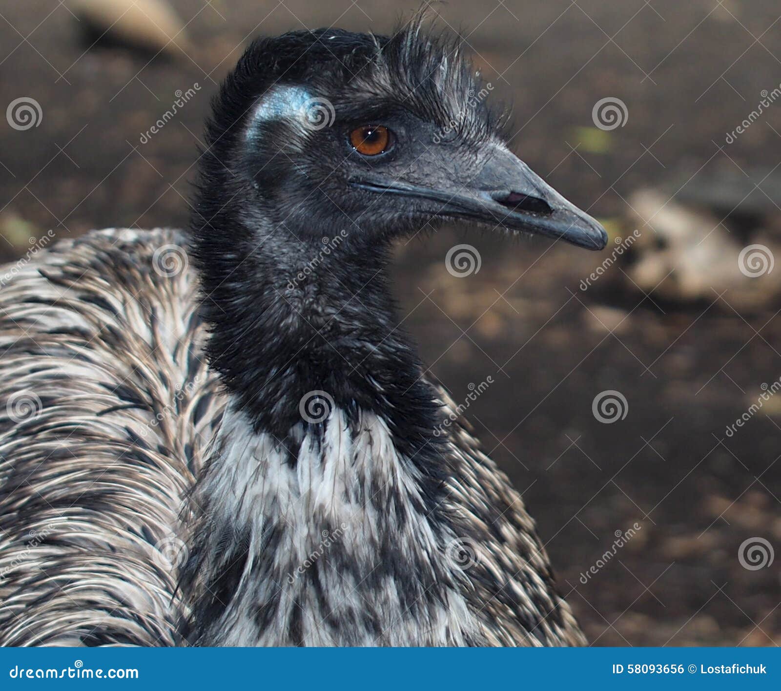 Emu stock photo. Image of casuariiformes, fast, feathers - 58093656