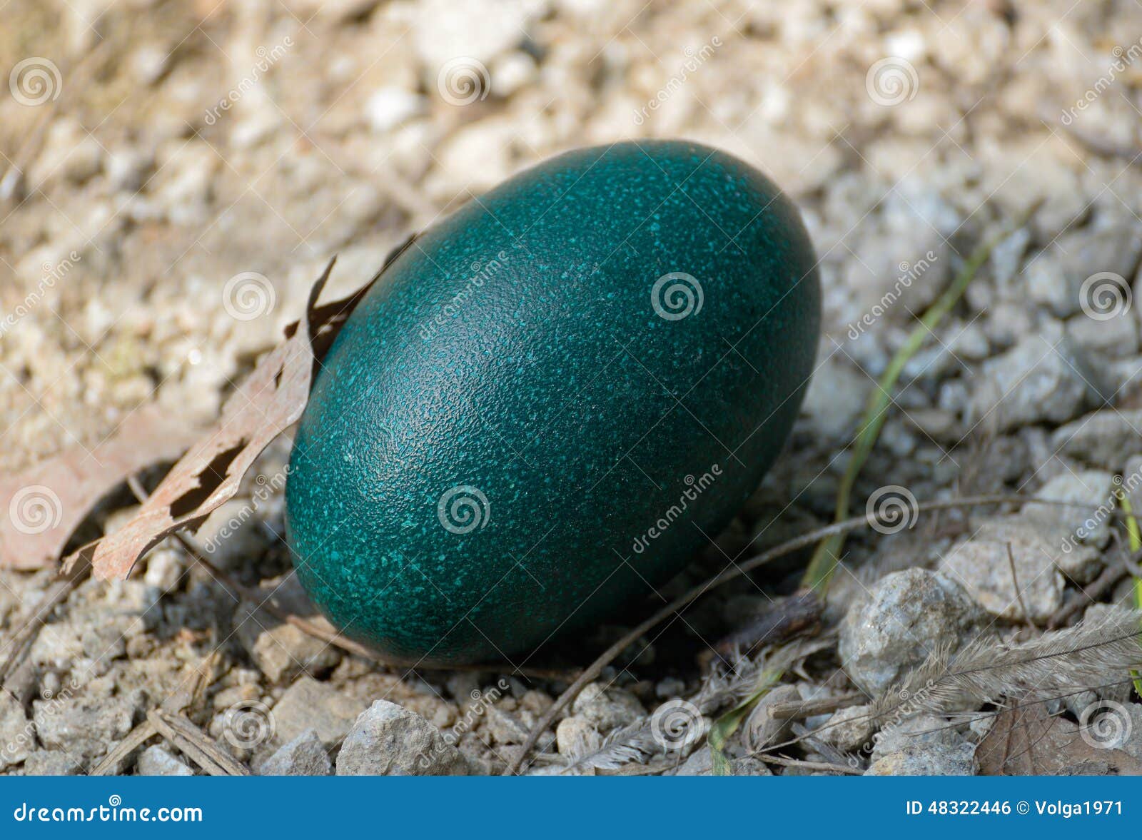 Emu Lying Ground Stock Photos - Free & Royalty-Free Stock Photos from ...