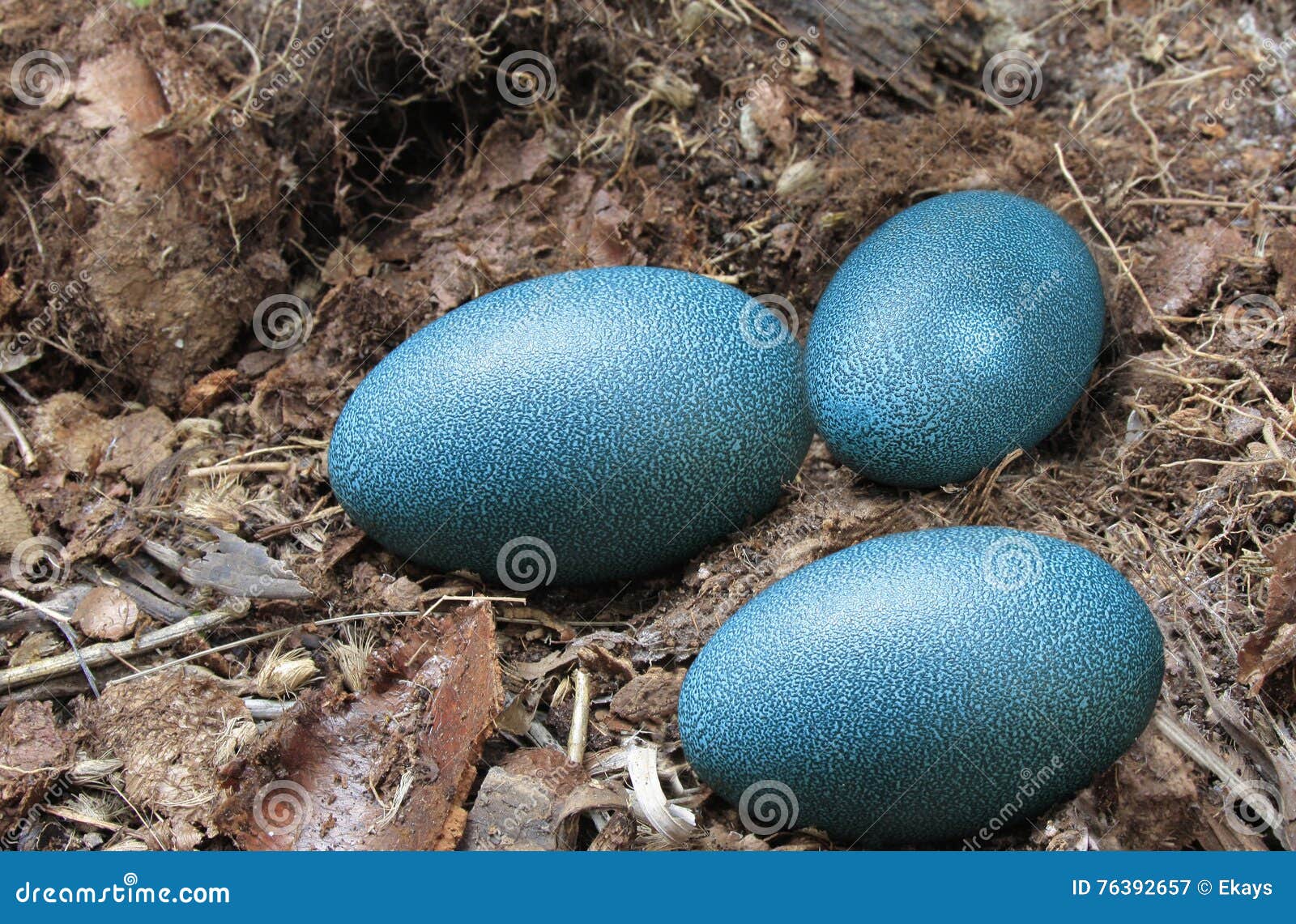 Emu eggs stock image. Image of nature, nest, leaves, brown - 76392657