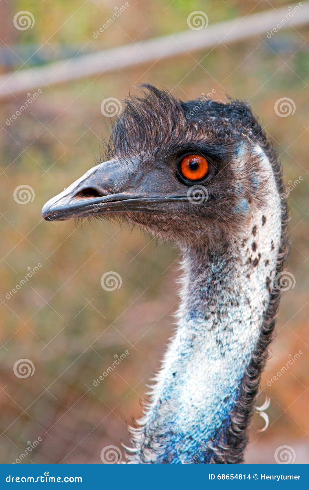 Emu Eye in Adelaide South Australia Stock Photo - Image of hazel, hair ...