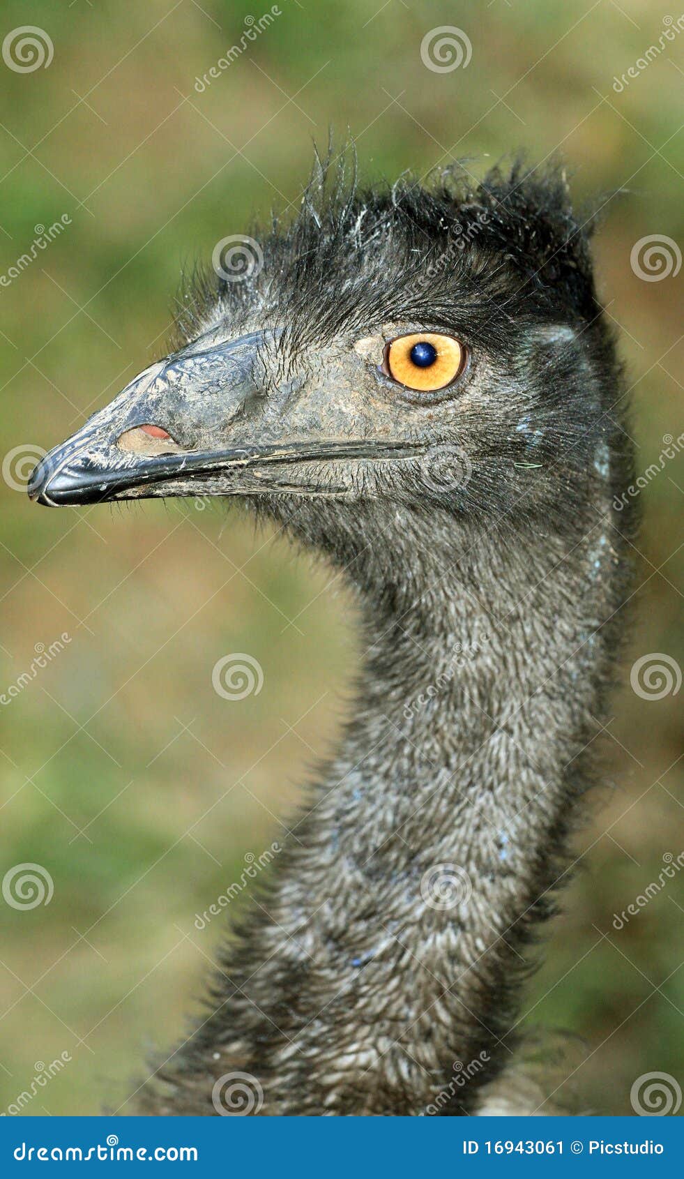 Emu face stock image. Image of bill, eyes, nature, feathers - 16943061