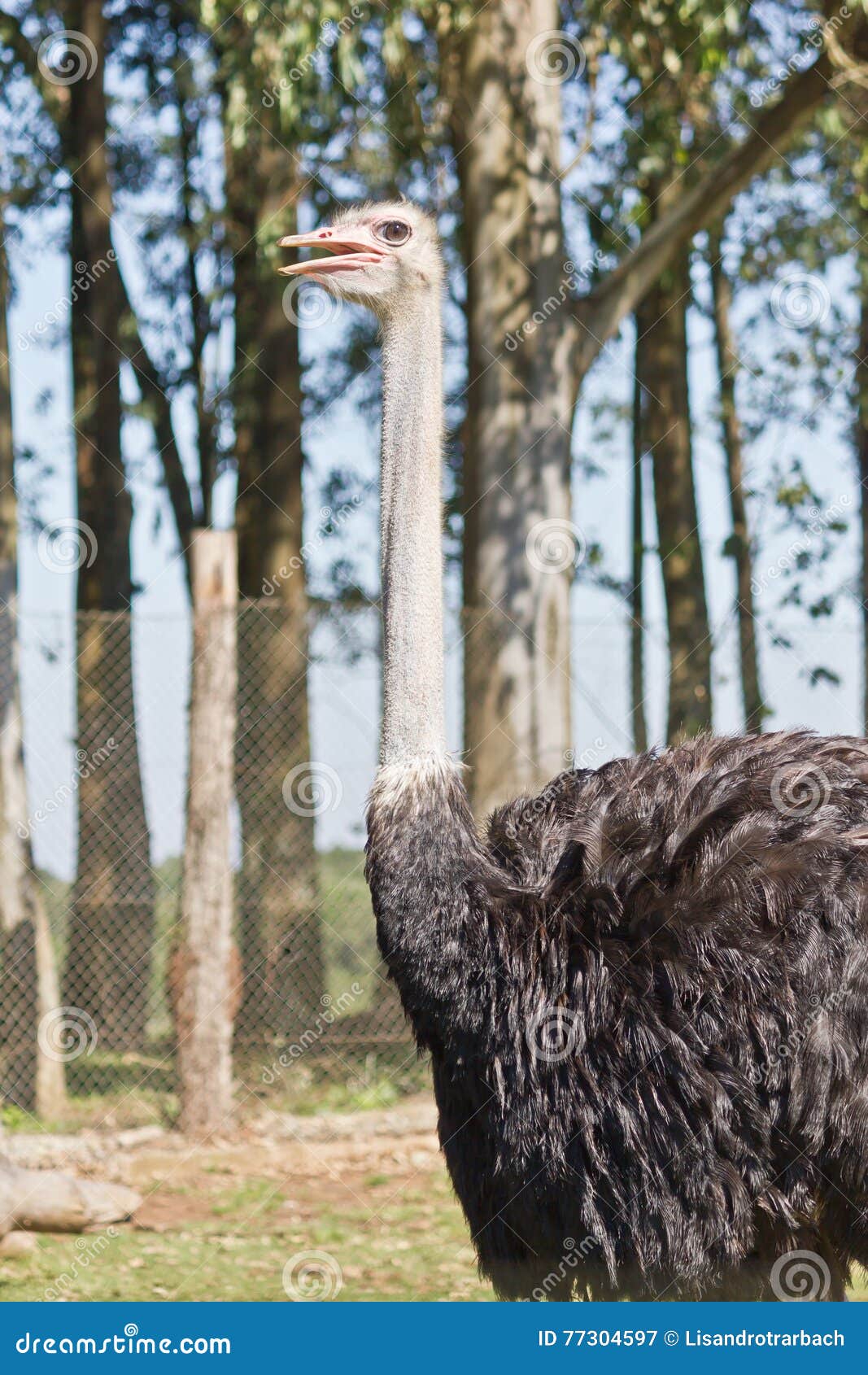 Emu Facing Camera Stock Photos - Free & Royalty-Free Stock Photos from ...