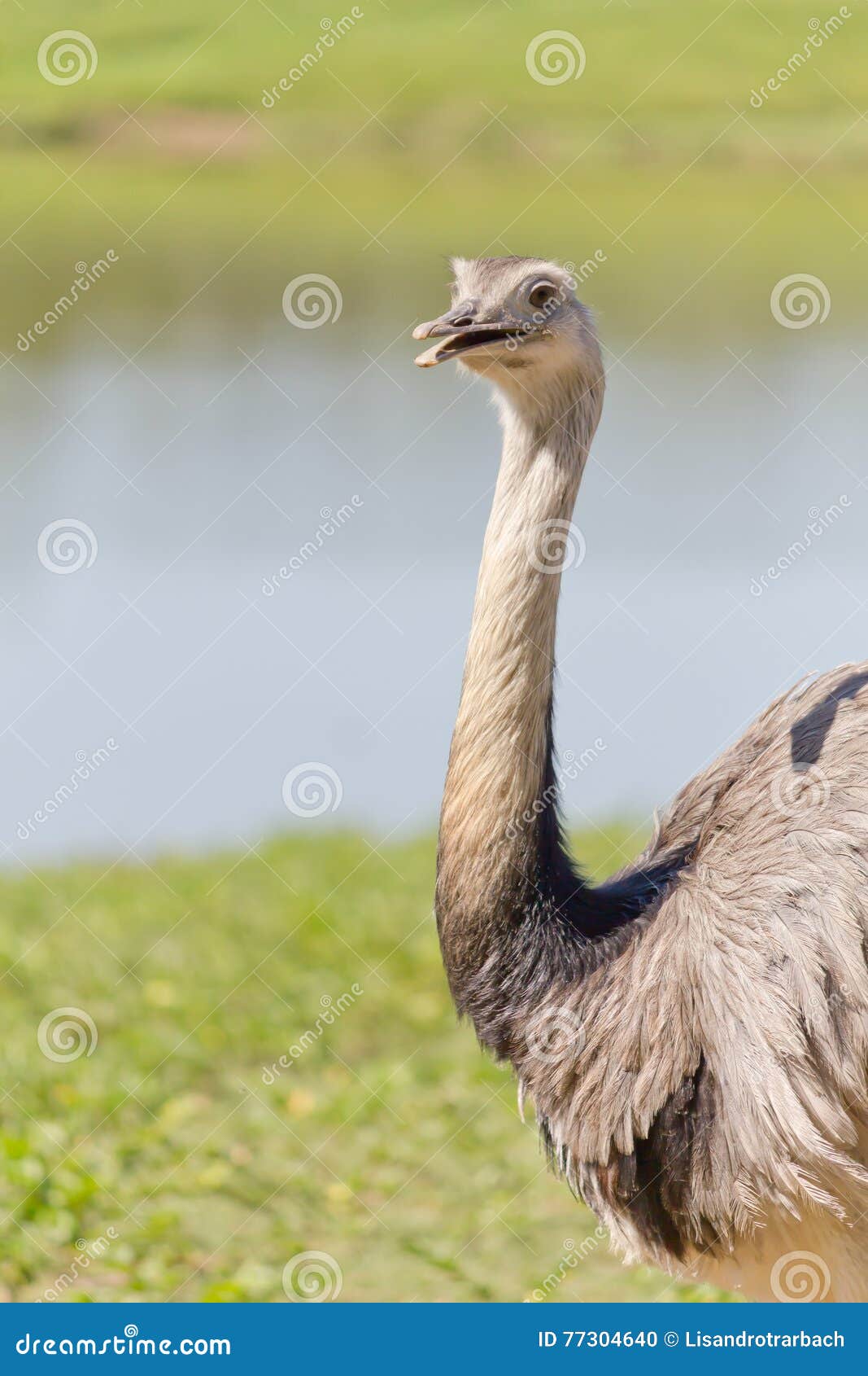 Emu facing the camera stock photo. Image of brown, closeup - 77304640
