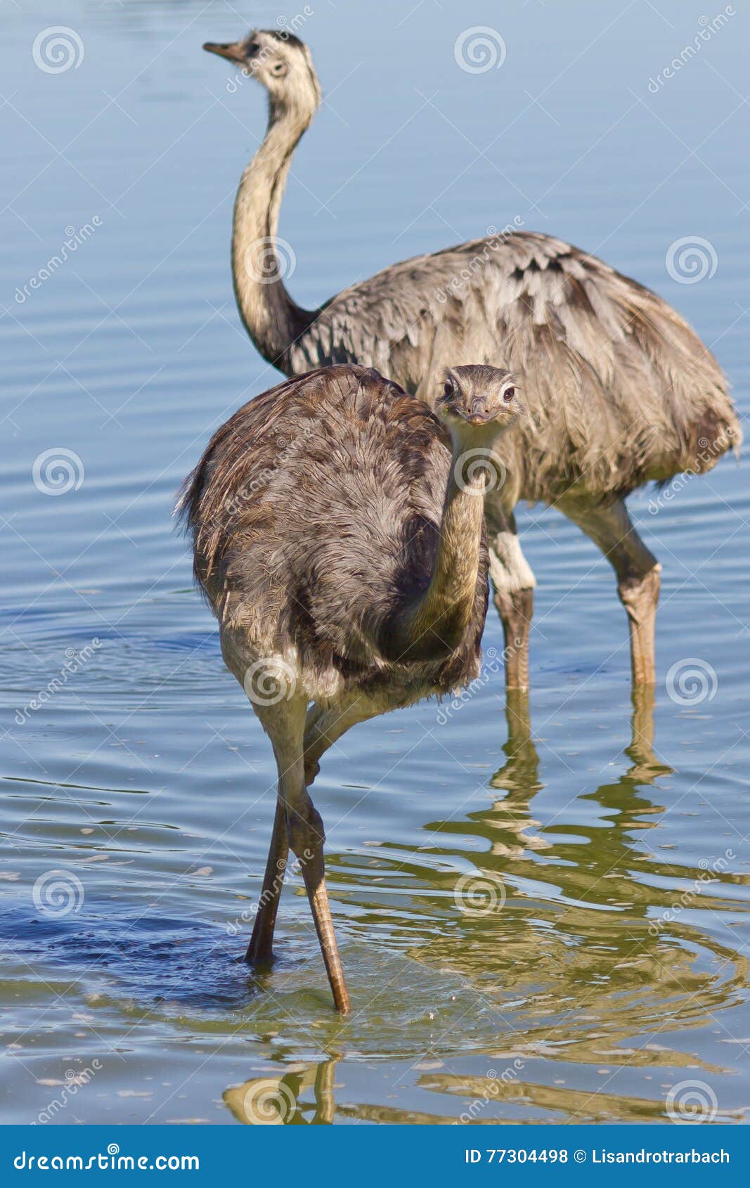 An emu facing the camera stock photo. Image of naturally - 77304498