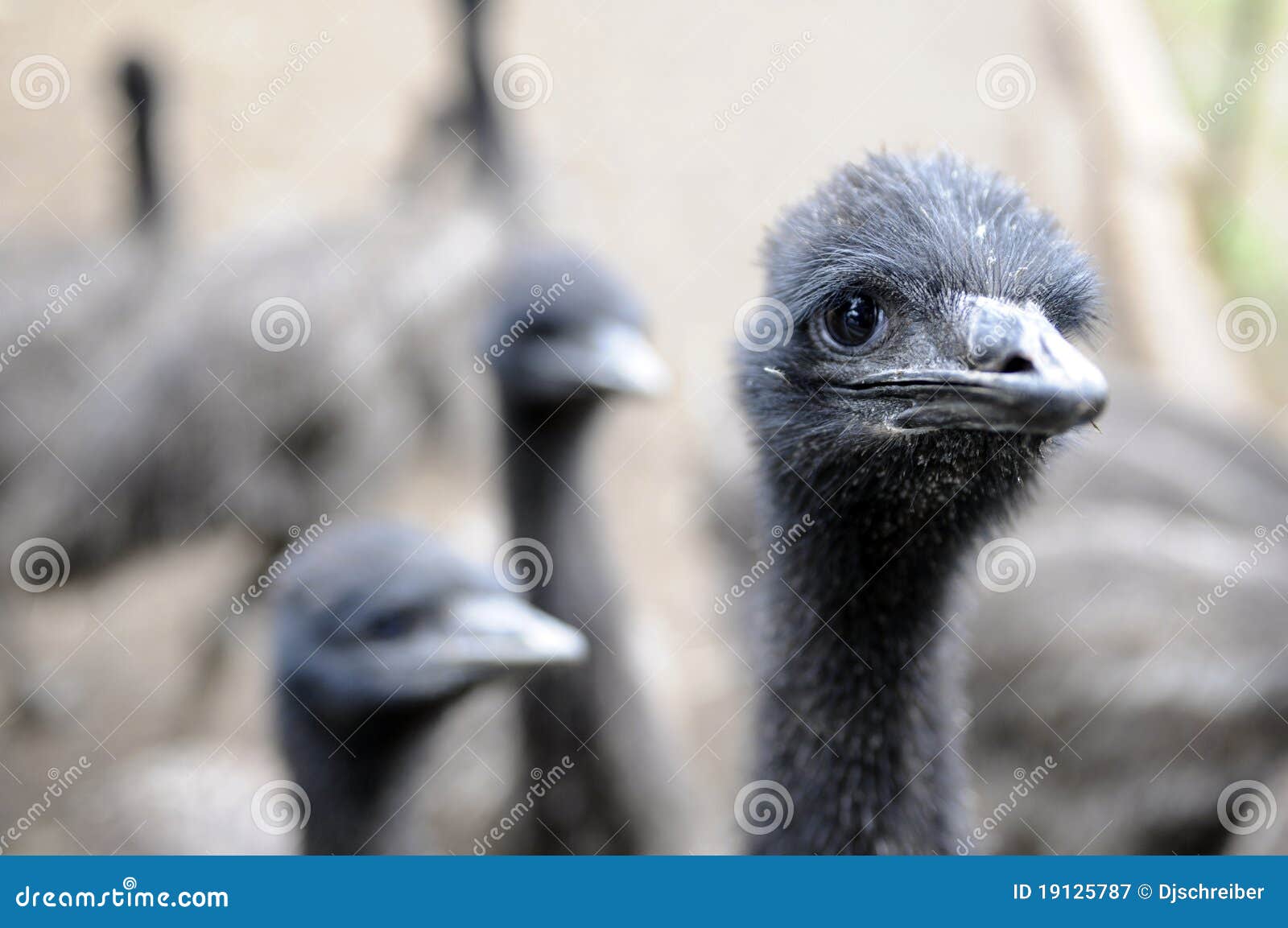 Emu Farm stock image. Image of emus, united, meat, states - 19125787