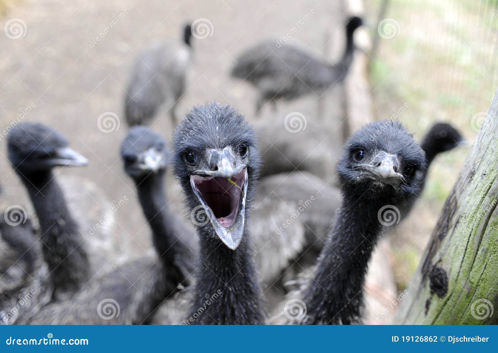Emu Farm stock photo. Image of farm, emus, birds, america - 19126862