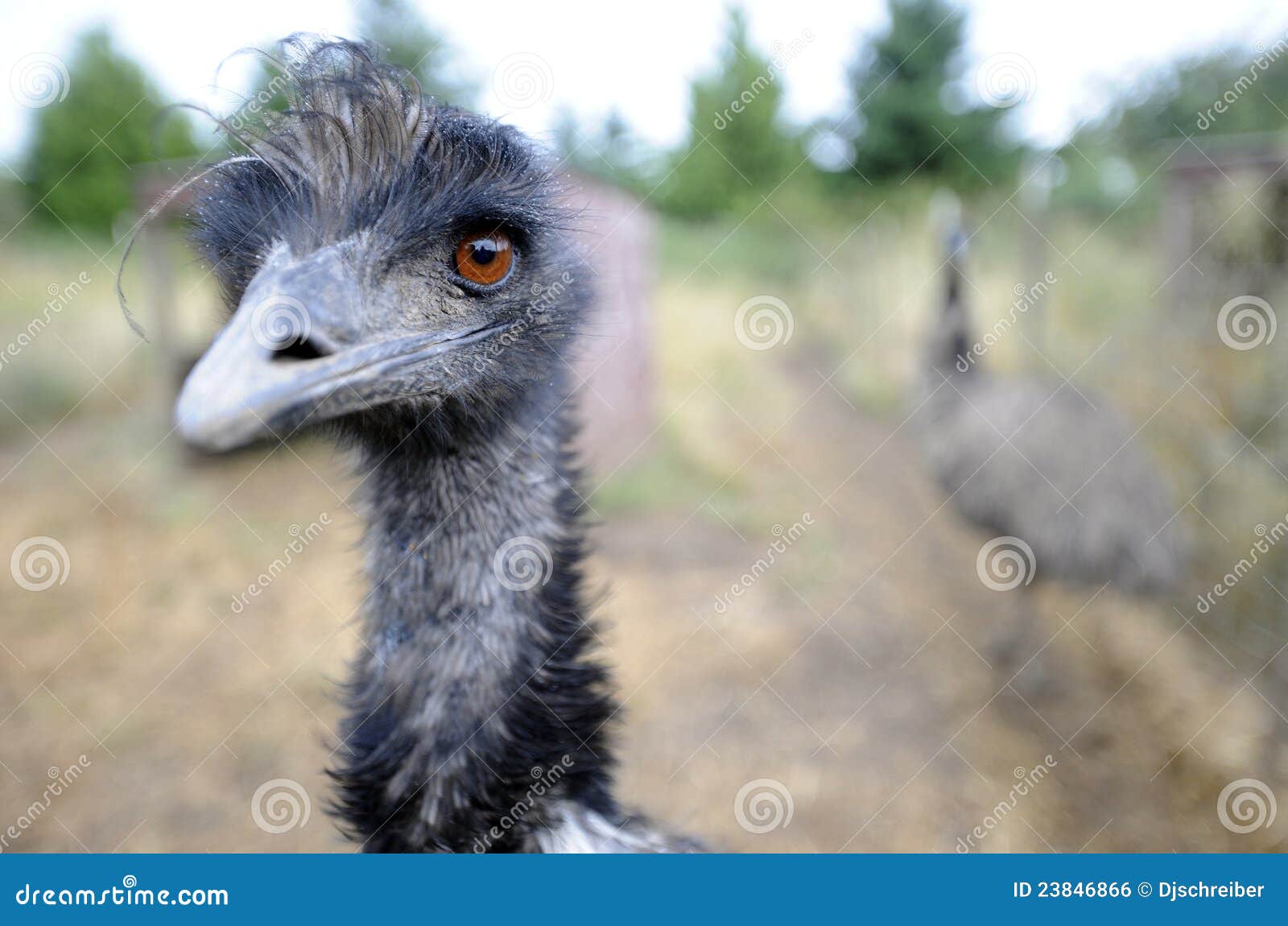 Emu Farm stock photo. Image of emus, northwest, birds - 23846866