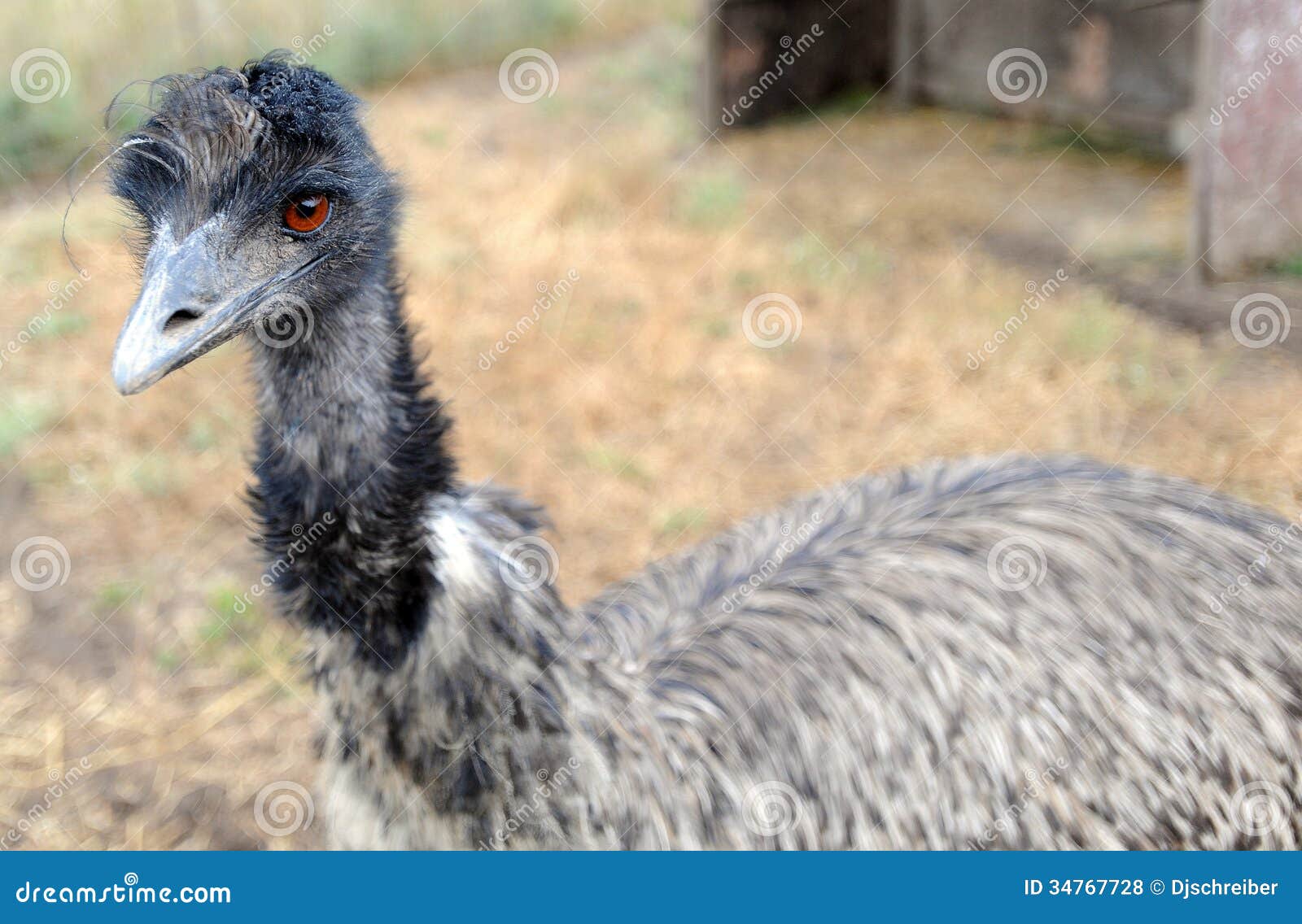 Emu Farm stock photo. Image of meat, farm, northwest - 34767728